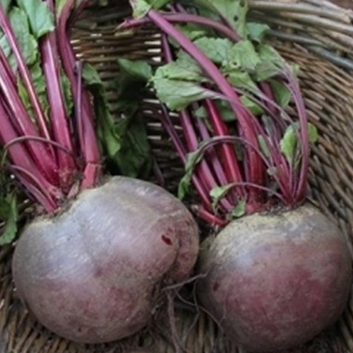 Organic root vegetable seeds