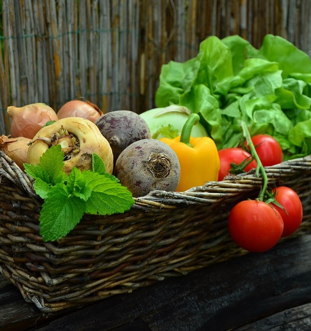 Organic Seeds - Seeds & Propagation