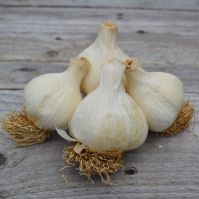 Organic Onion, Garlic & Shallot sets