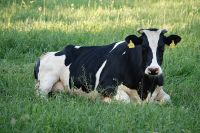Organic Grass Seed Ireland - Westerwolds Ryegrass