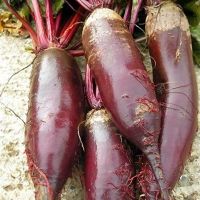 Organic Beetroot Cylindra seeds