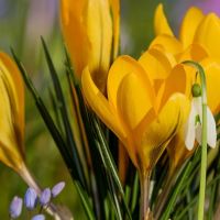 Organic Yellow Crocus Romance 25bulbs per pack