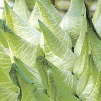 Organic Cabbage 'Filderkraut' Seed
