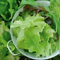 Organic Lettuce Mix Mesclun Seeds