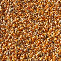 Organic Corn Maize Seed for sprouting