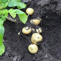 Orla Seed Potatoes