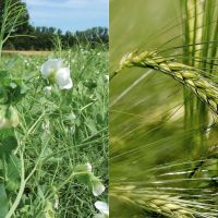 Organic Combi Crop Peas & Barley