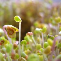 Organic Rapini (brassica napus) seeds for sprouting
