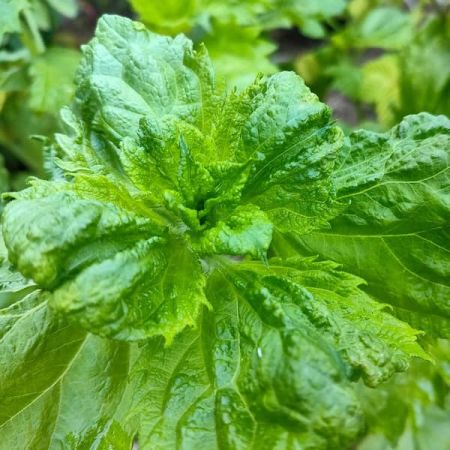 Organic Green Perilla seed for Microgreens