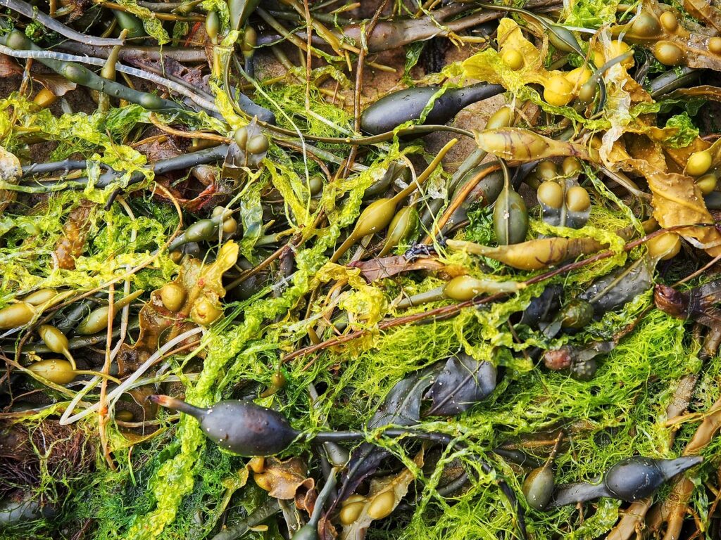 Seaweed for Soil, Plant and Animal Health | Fruit Hill Farm Blog