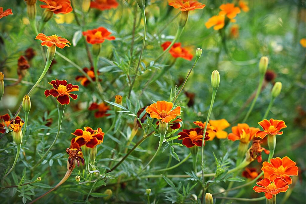 Companion Planting | Fruit Hill Farm Blog